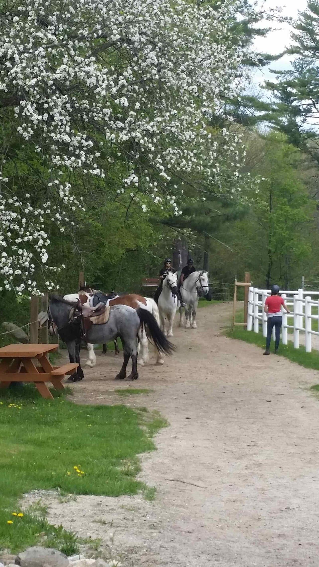 FAQ and Policies | Carousel Horse Farm
